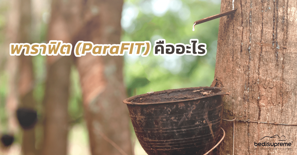 พาราฟิต (ParaFIT) คืออะไร เกี่ยวอะไรกับที่นอนยางพารา - Bedisupreme